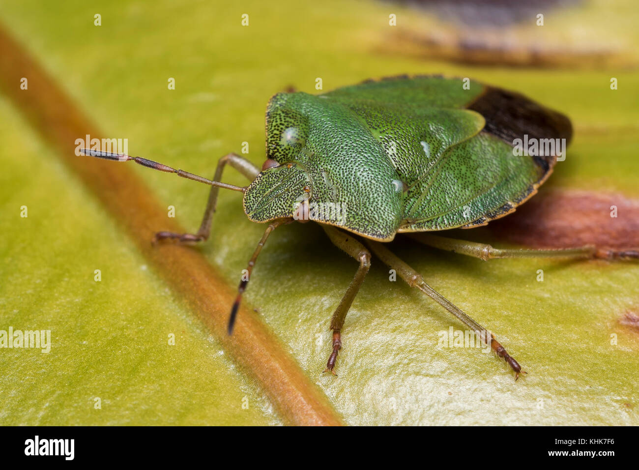 Common Green Shieldbug (Palomena prasina) on Harts tongue fern. Tipperary, Ireland Stock Photo ...