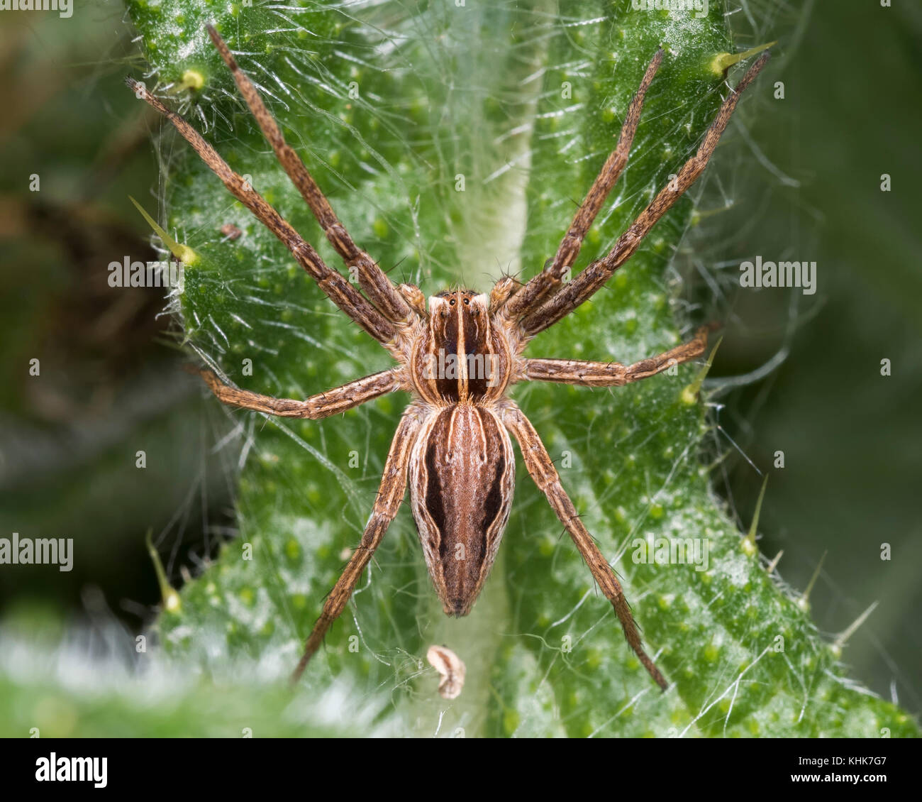 Nursery-web Spider (Pisaura mirabilis) on thistle leaf. Tipperary ...