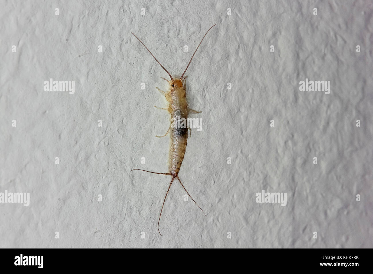 silverfish. Insect Lepisma saccharina, Thermobia domestica in normal ...