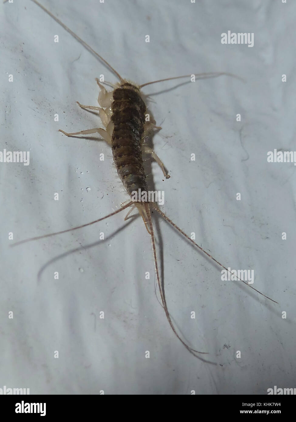 silverfish. Insect Lepisma saccharina, Thermobia domestica in normal ...