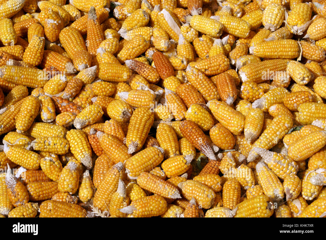 Dry corn on the ground in Morocco Stock Photo - Alamy