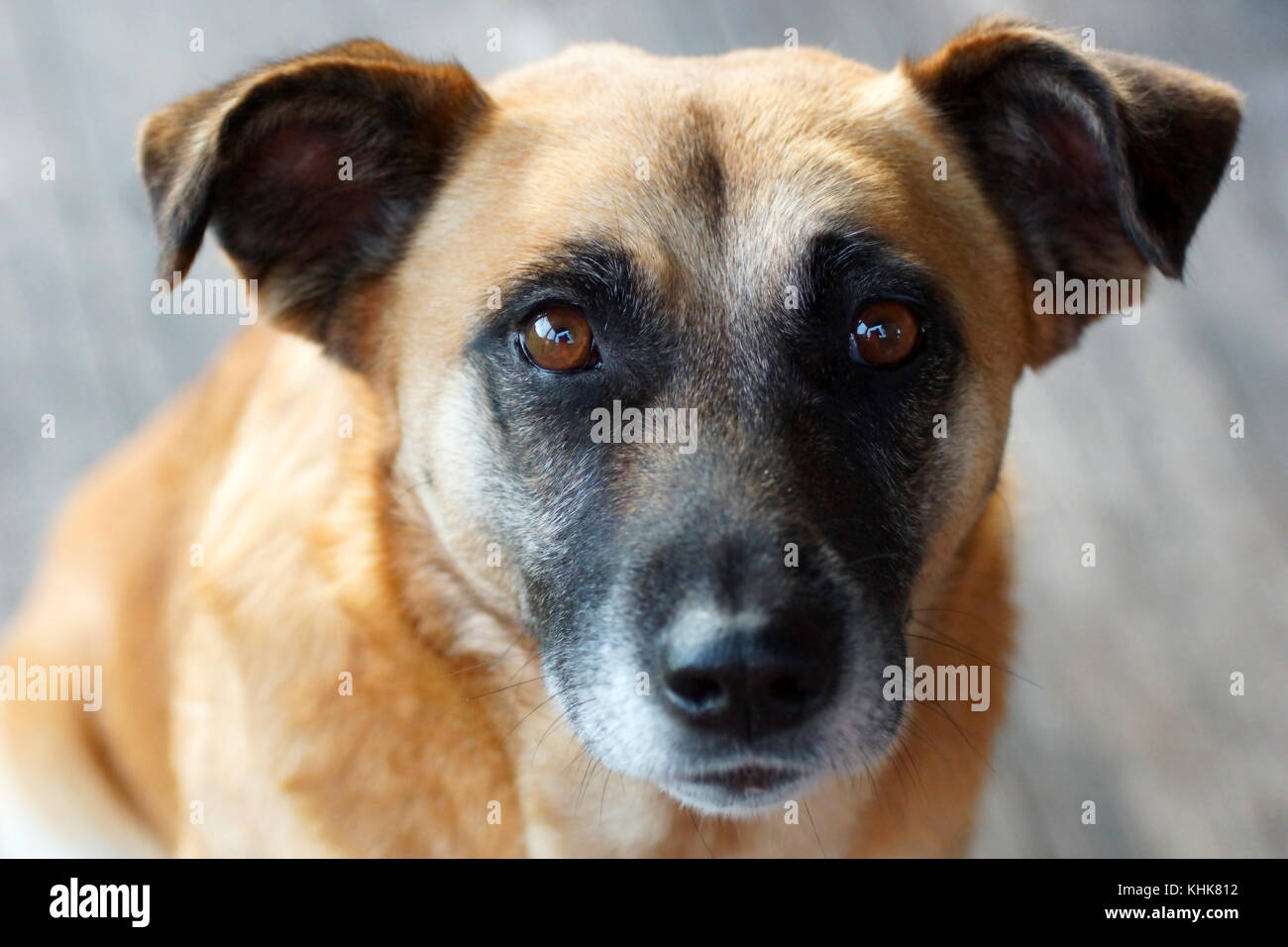 Yellow muzzle hi-res stock photography and images - Alamy