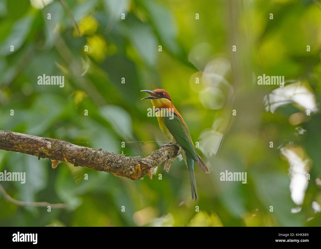 Chestnut-Headed Bee-eater in Chitwan National Park in Nepal Stock Photo ...