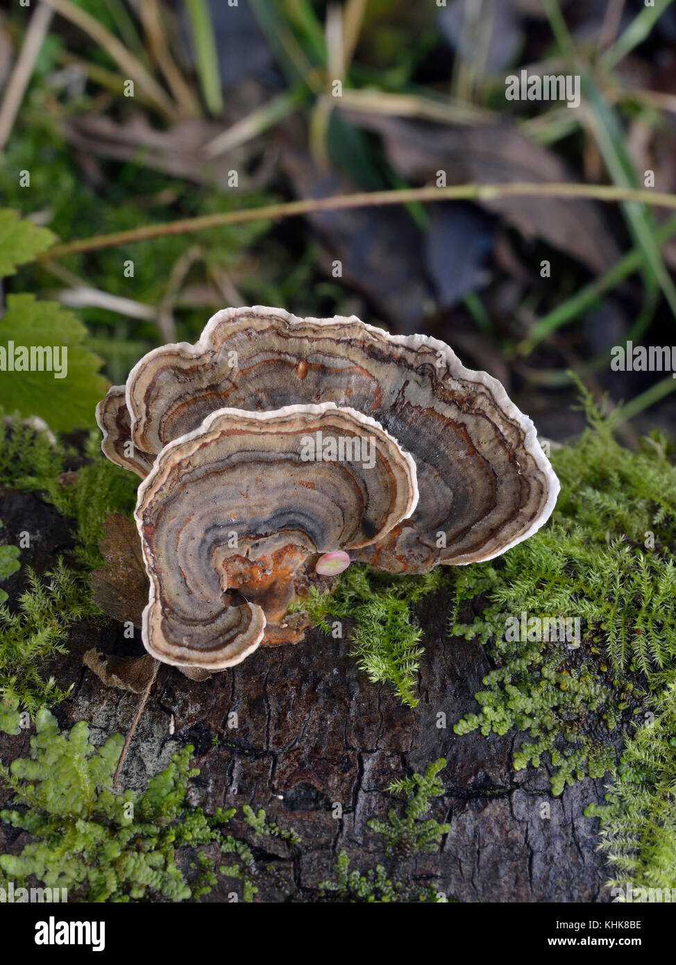 Turkey Tail or Many Zoned Polypore - Trametes (Coriolus) versicolor ...