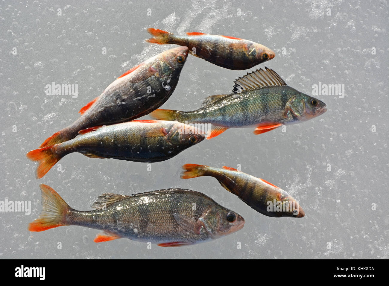 Perch fish on the ice- winter fishing, hobby Stock Photo - Alamy