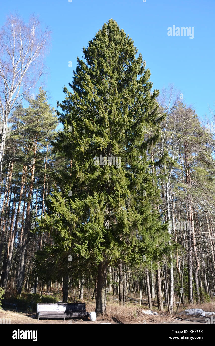 Fir Tree