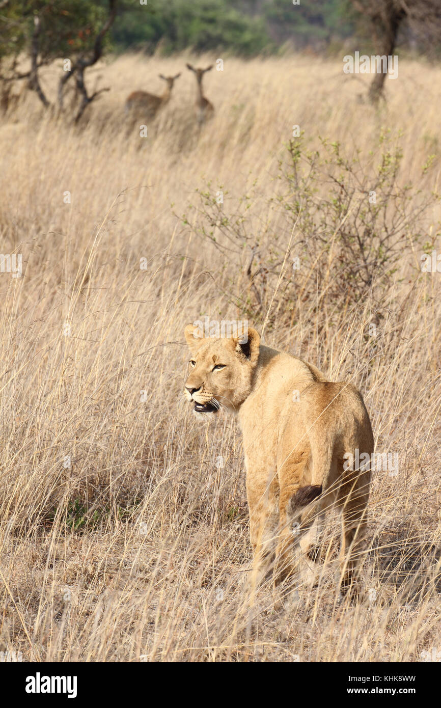 Gweru zimbabwe hi-res stock photography and images - Alamy