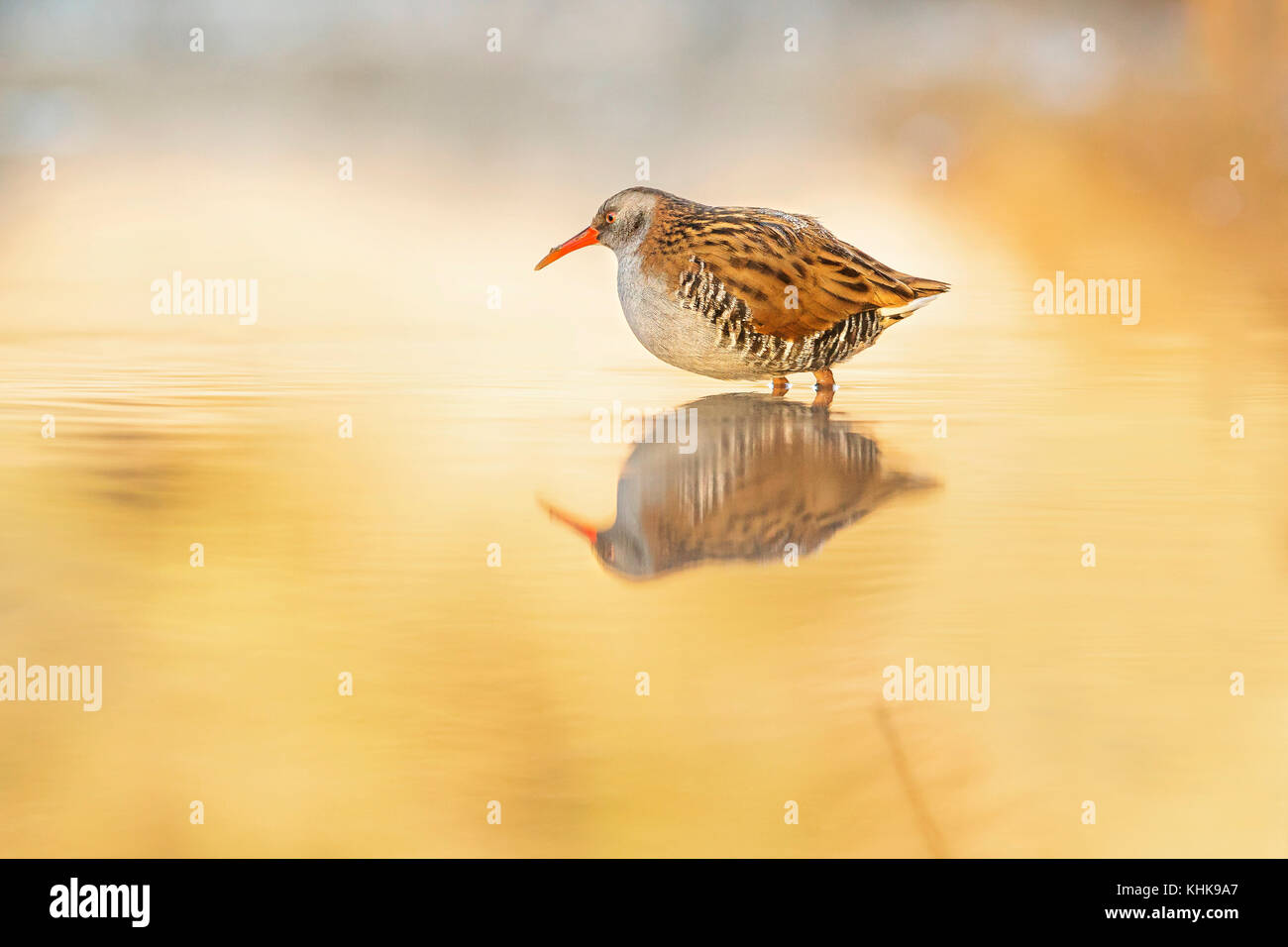Water Rails High Resolution Stock Photography and Images - Alamy