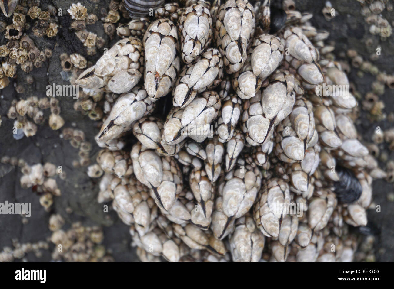 Gooseneck barnacles hi-res stock photography and images - Alamy