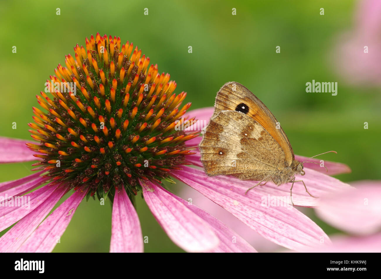 Gatekeeper (Pyronia tithonus) butterfly, Netherlands Stock Photo - Alamy