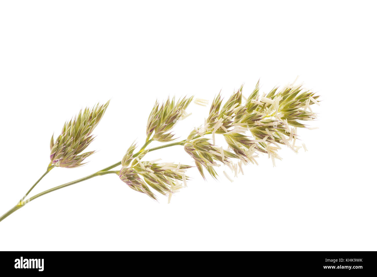 Festuca (Festuca magellanica) grass flowering, Patagonia, Argentina ...