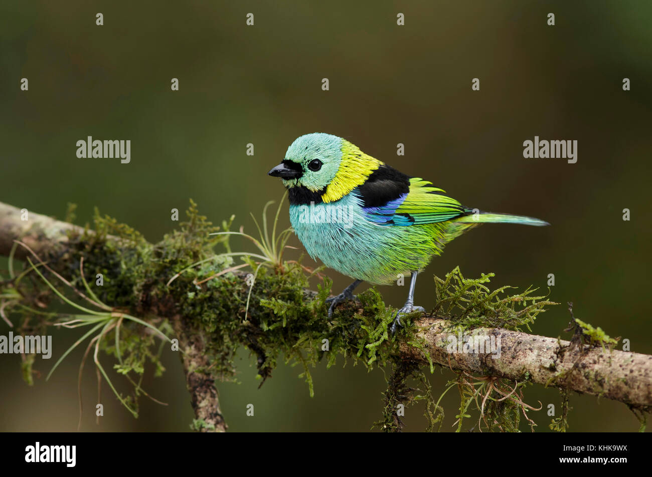 "Green-headed Tanager (Tangara seledon), Atlantic Rainforest, Brazil ...