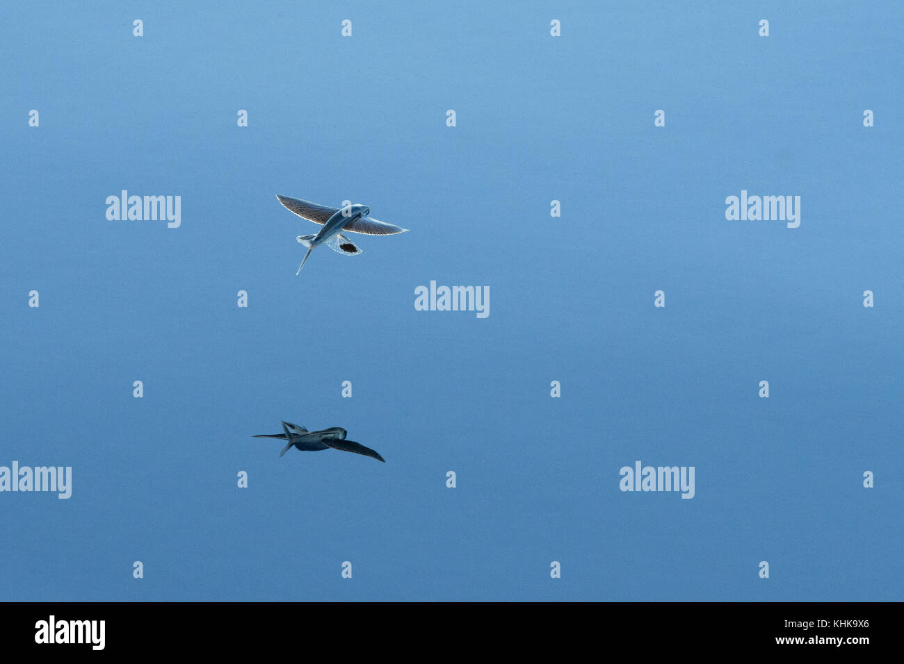 Flying Fish (Exocoetidae) gliding over ocean, Sarawak, Borneo, Malaysia ...