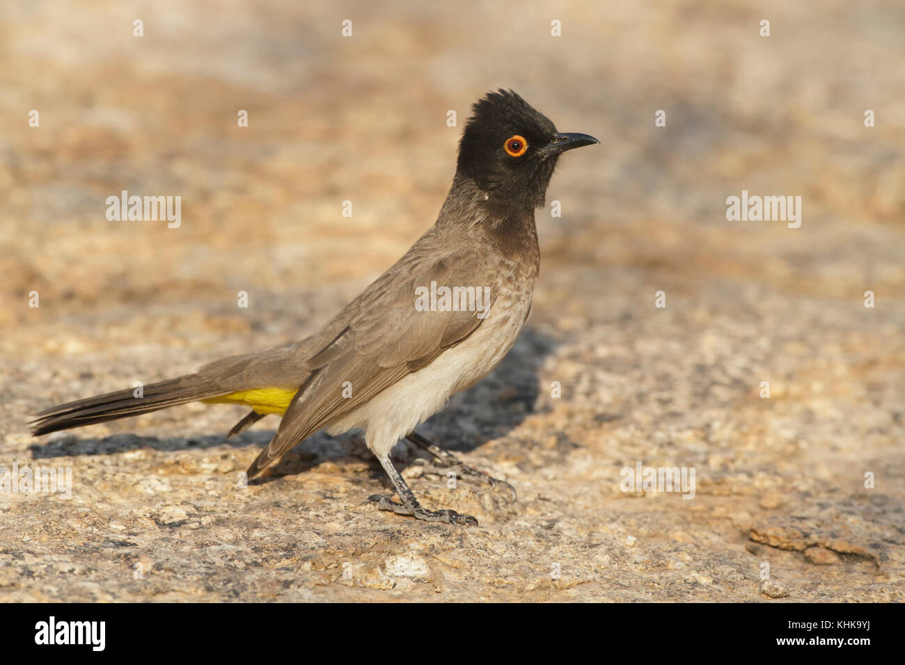 African Red-eyed Bulbul (Pycnonotus nigricans), Erongo Mountains ...