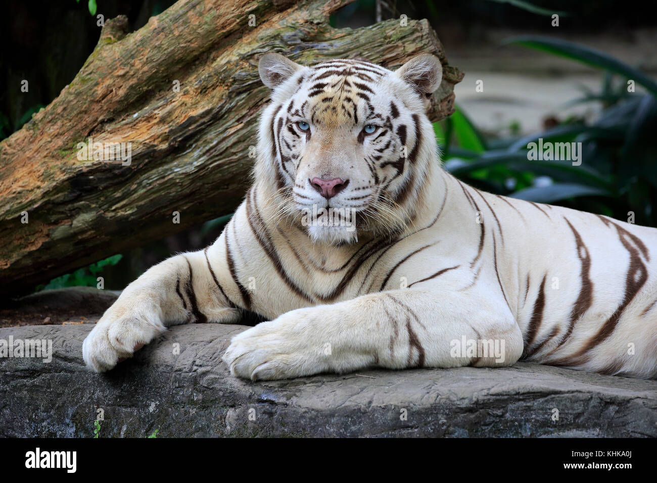 Bengal Tiger (Panthera tigris tigris), white morph, Singapore Zoo ...