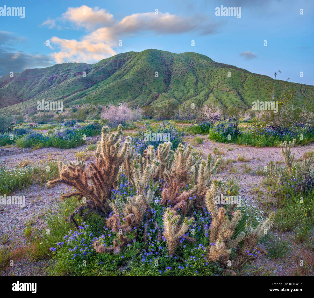 Desert Bluebell (Phacelia campanularia) flowers and Teddy Bear Cholla ...