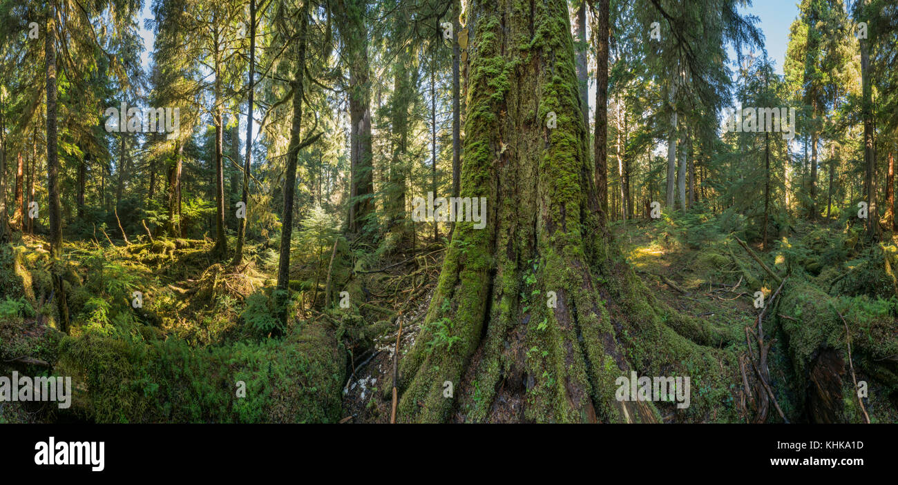 "Temperate rainforest, Graham Island, Haida Gwaii, British Columbia ...