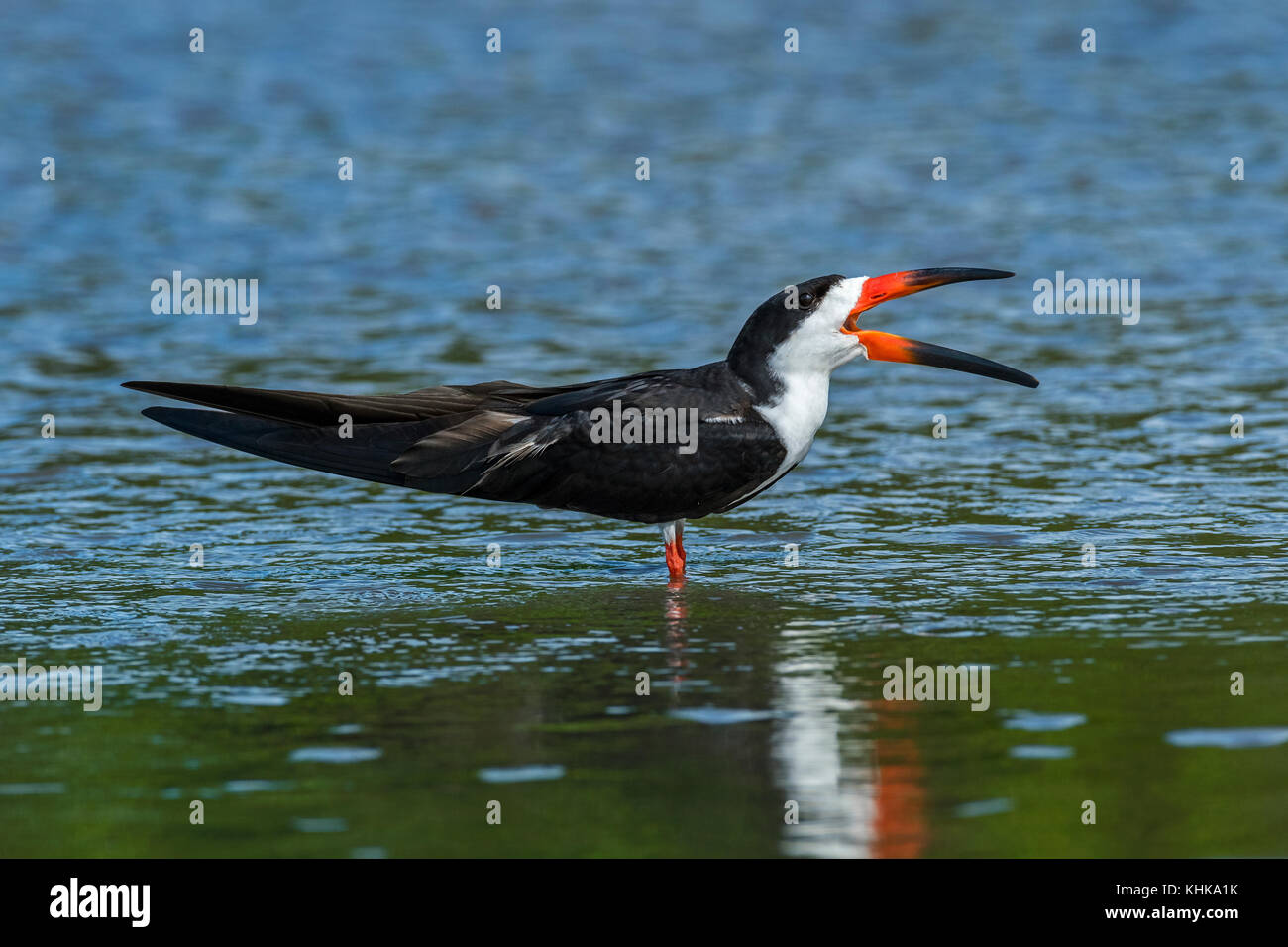 Black Skimmer (Rynchops niger) calling, Los Llanos, Colombia Stock ...
