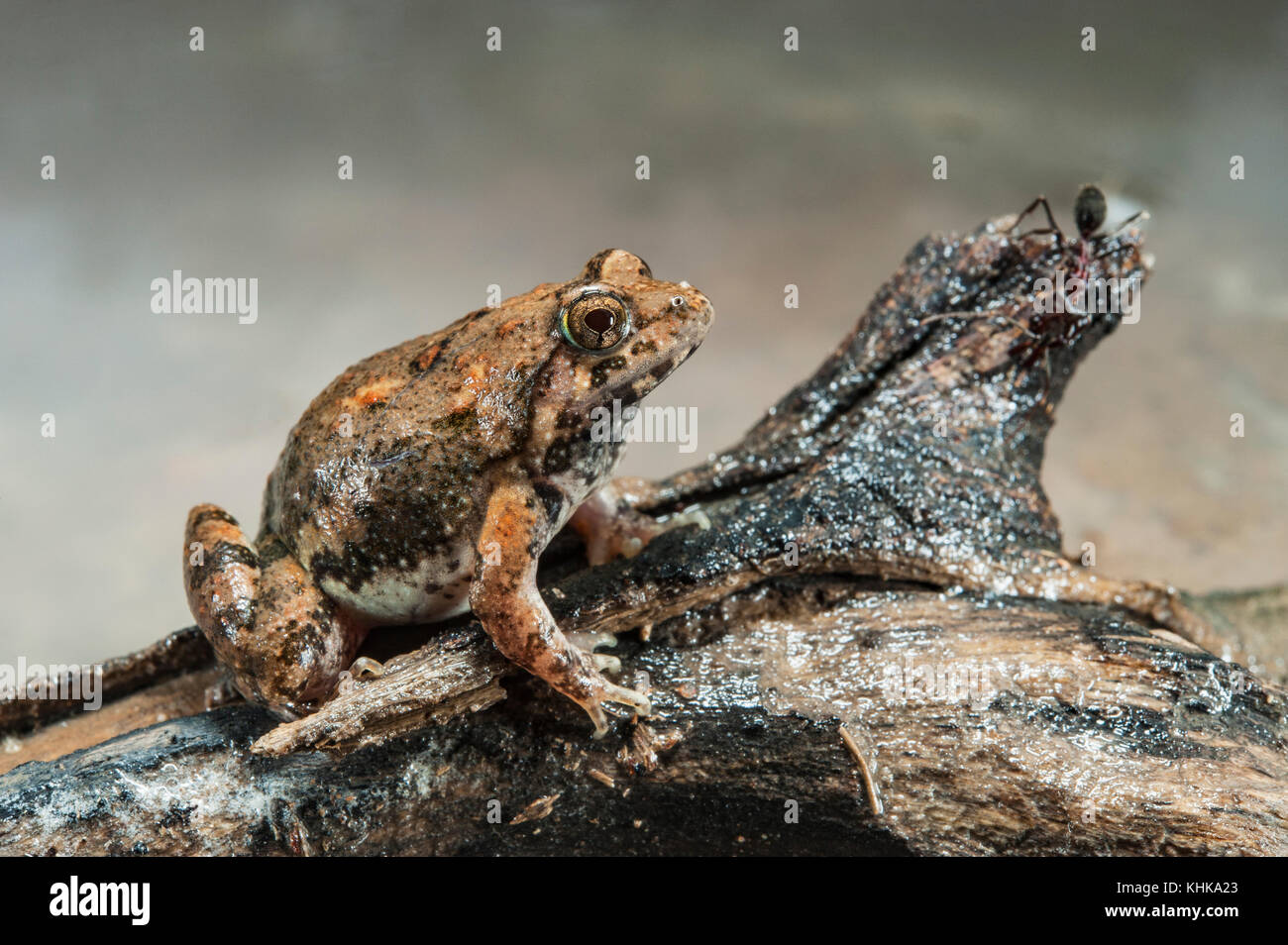 Natal Sand Frog (Tomopterna natalensis), Marakele National Park ...