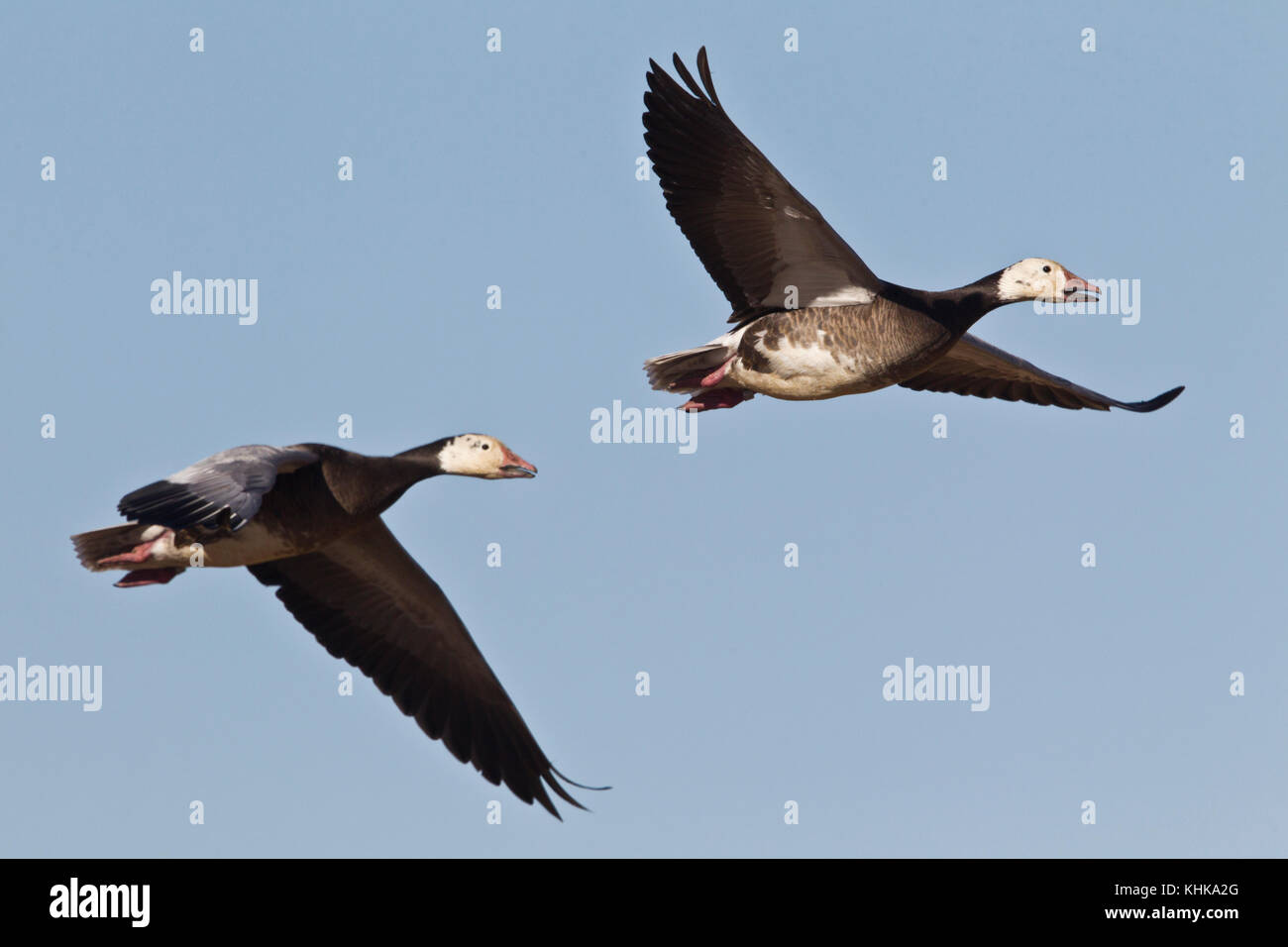 Snow Goose (Chen caerulescens) blue phase pair flying, central Montana ...