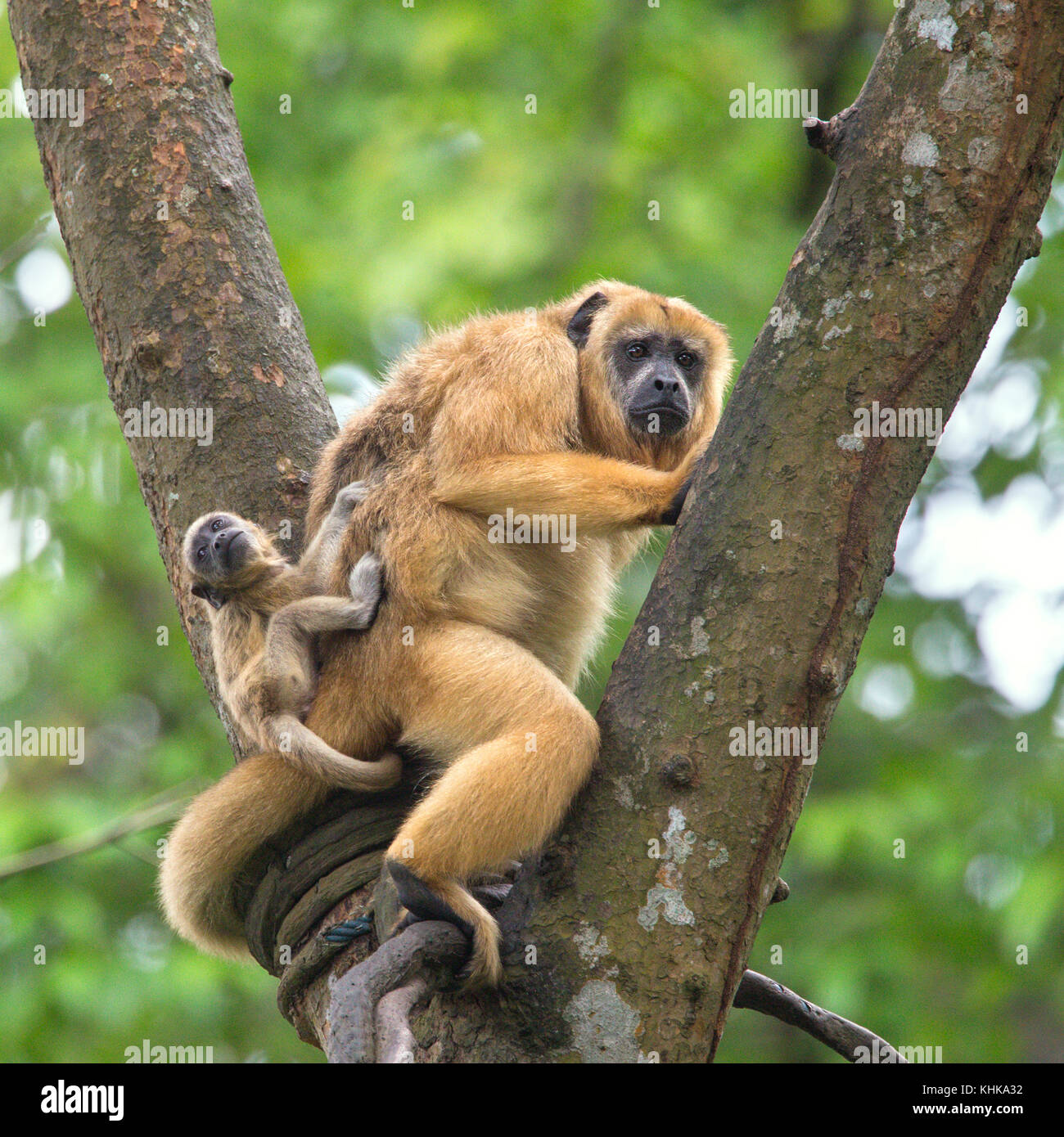 Black Howler Monkey (Alouatta caraya) young on mother's back, native to ...