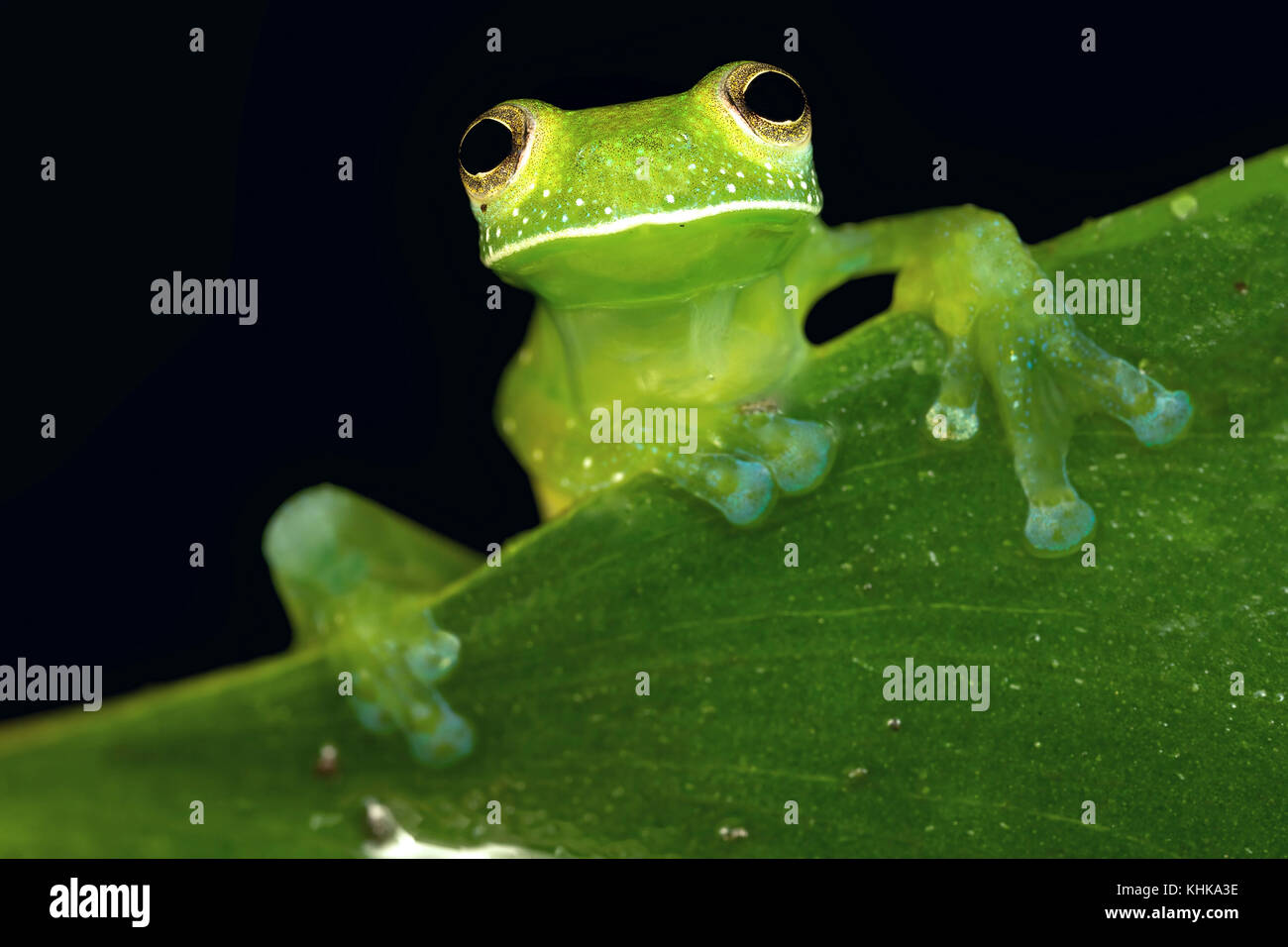 Nicaragua Giant Glass Frog (Espadarana prosoblepon), Mindo, Ecuador ...