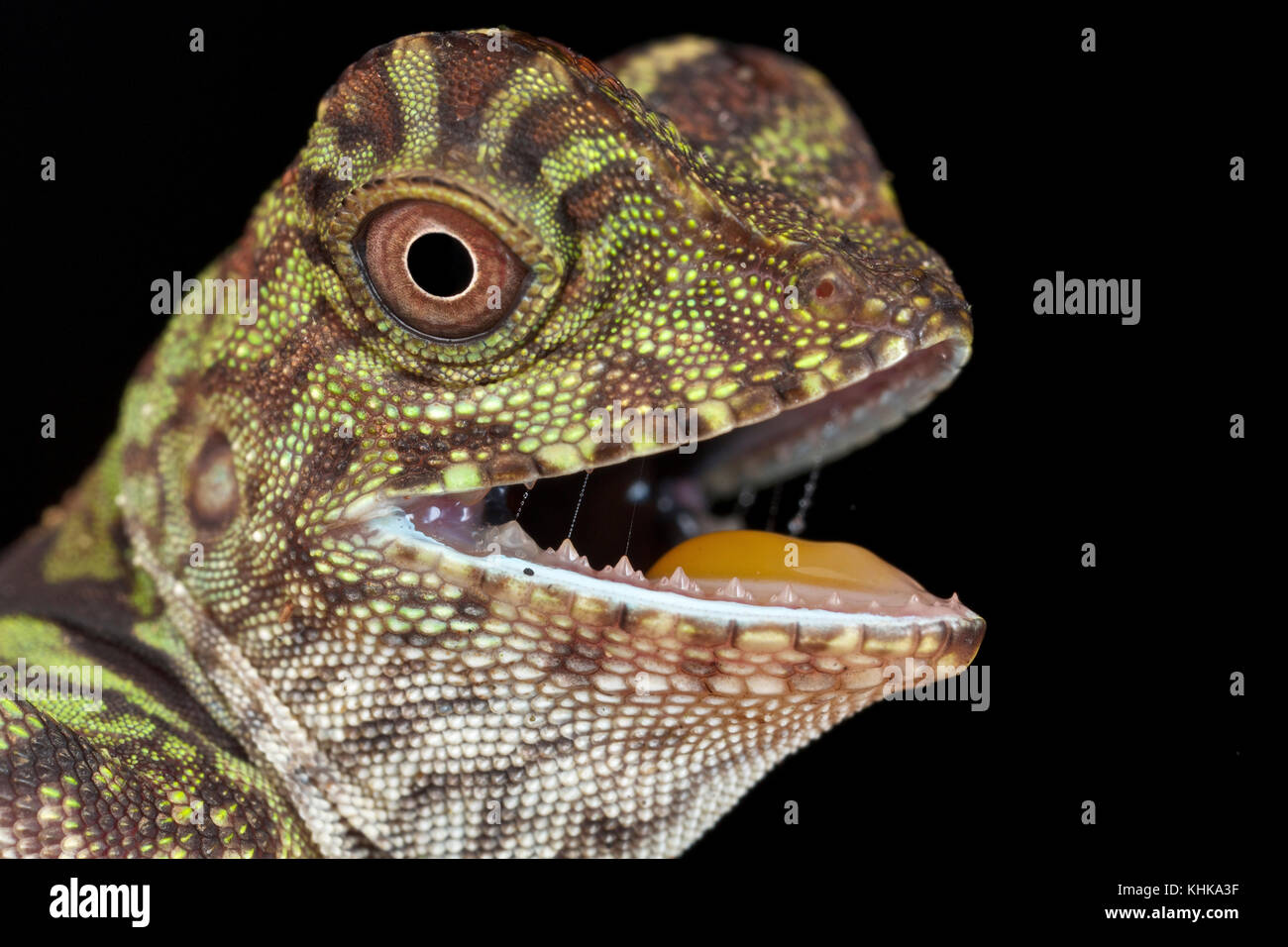 Flying Dragon (Draco sp) in defensive posture, Borneo, Malaysia Stock ...