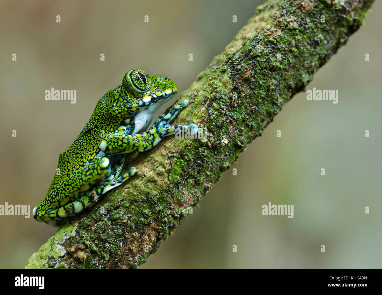 Peacock Tree Frog (Leptopelis vermiculatus), Amani Nature Reserve ...