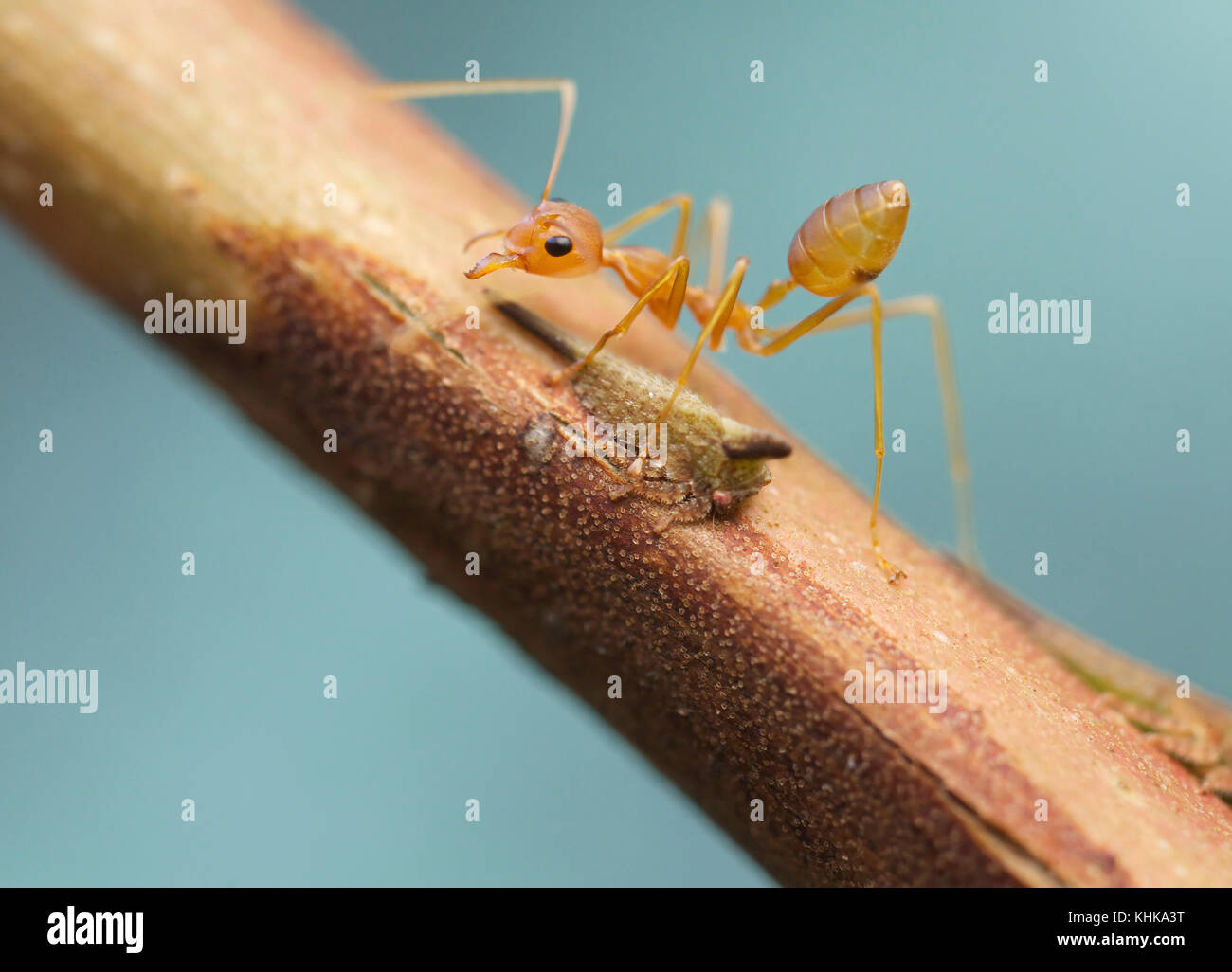 Green Tree Ant (Oecophylla smaragdina) guarding treehopper, Angkor Wat ...