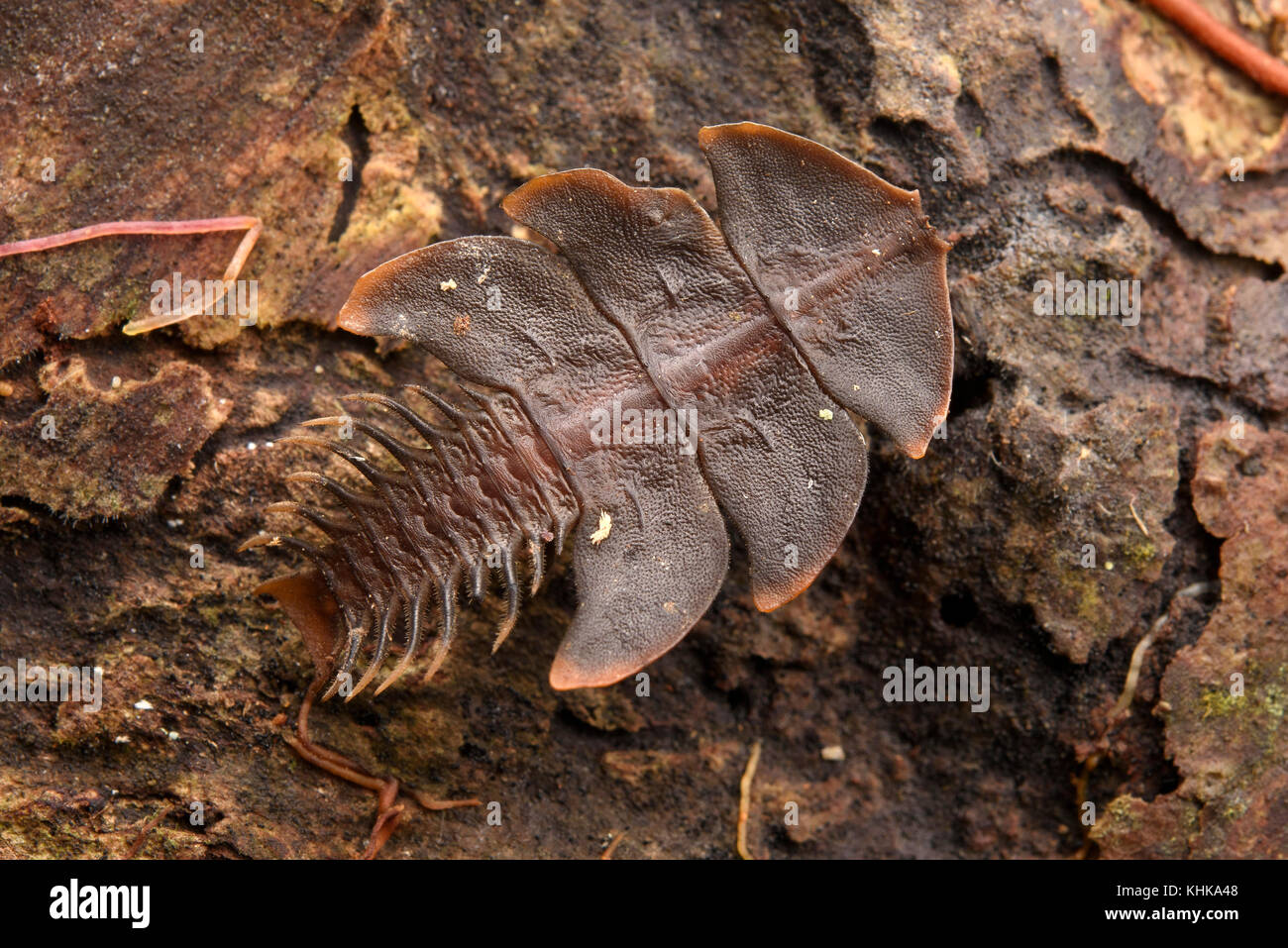 Trilobite Beetle (Platerodrilus foliaceus) female, Sungai Wain ...