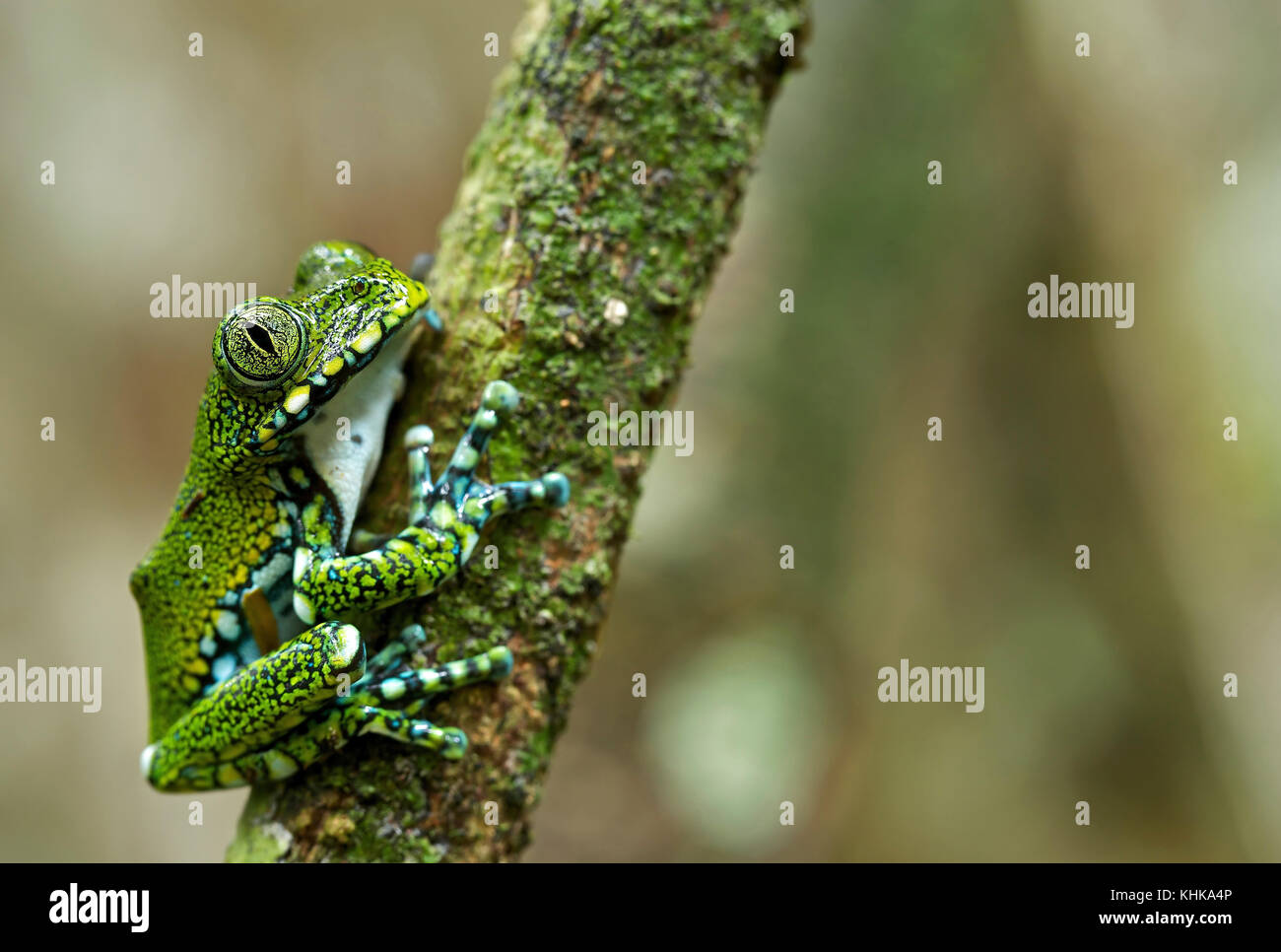 Peacock Tree Frog (Leptopelis vermiculatus), Amani Nature Reserve ...