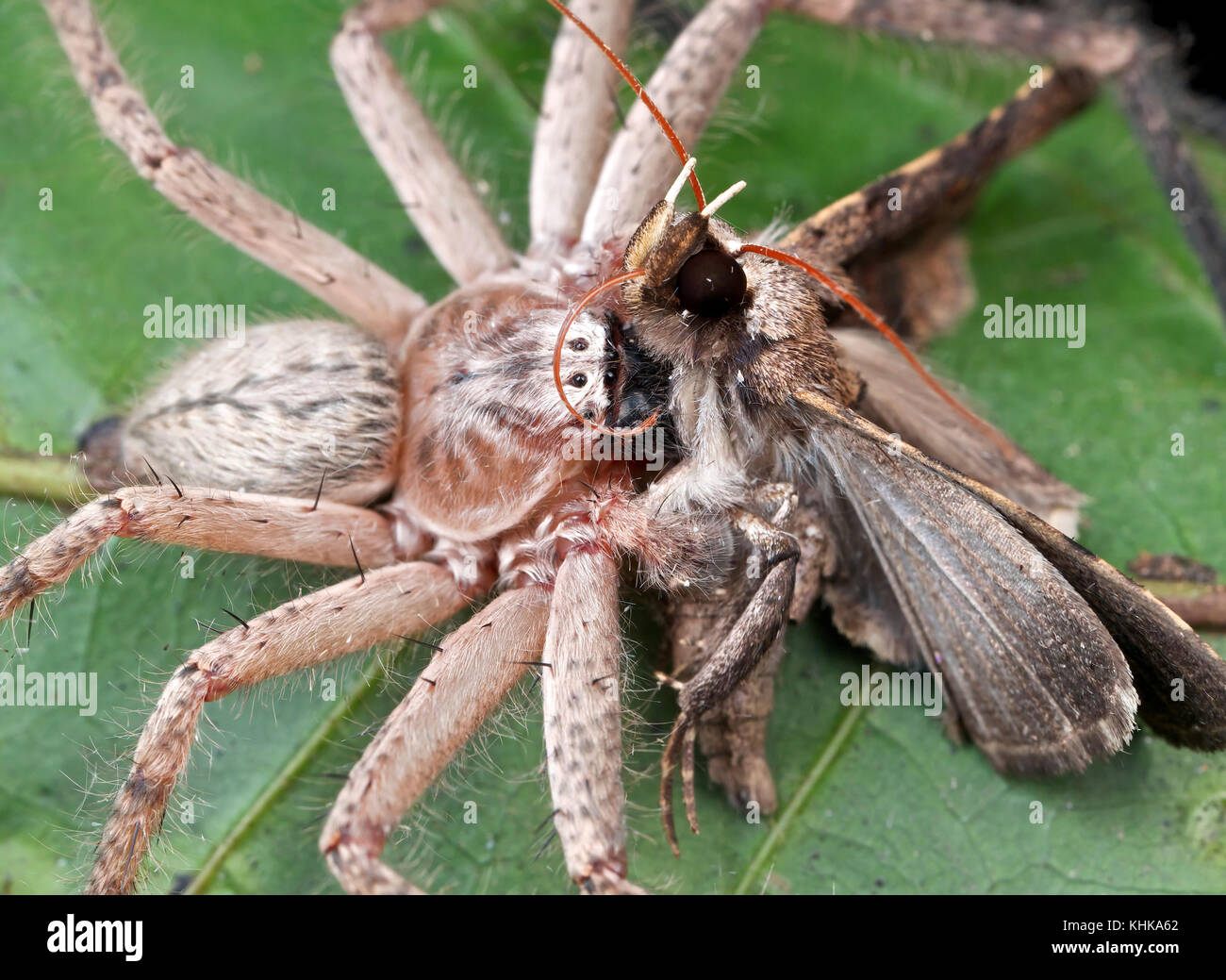 Giant Crab Spider (Sparassidae) with moth prey, Udzungwa Mountains ...