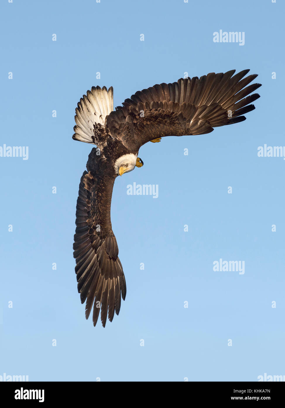 Bald Eagle (Haliaeetus leucocephalus) flying, Alaska Stock Photo - Alamy