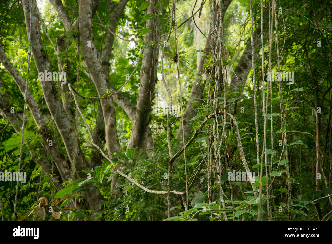 Vines and lowland dry tropical forest, Ecuador Stock Photo - Alamy