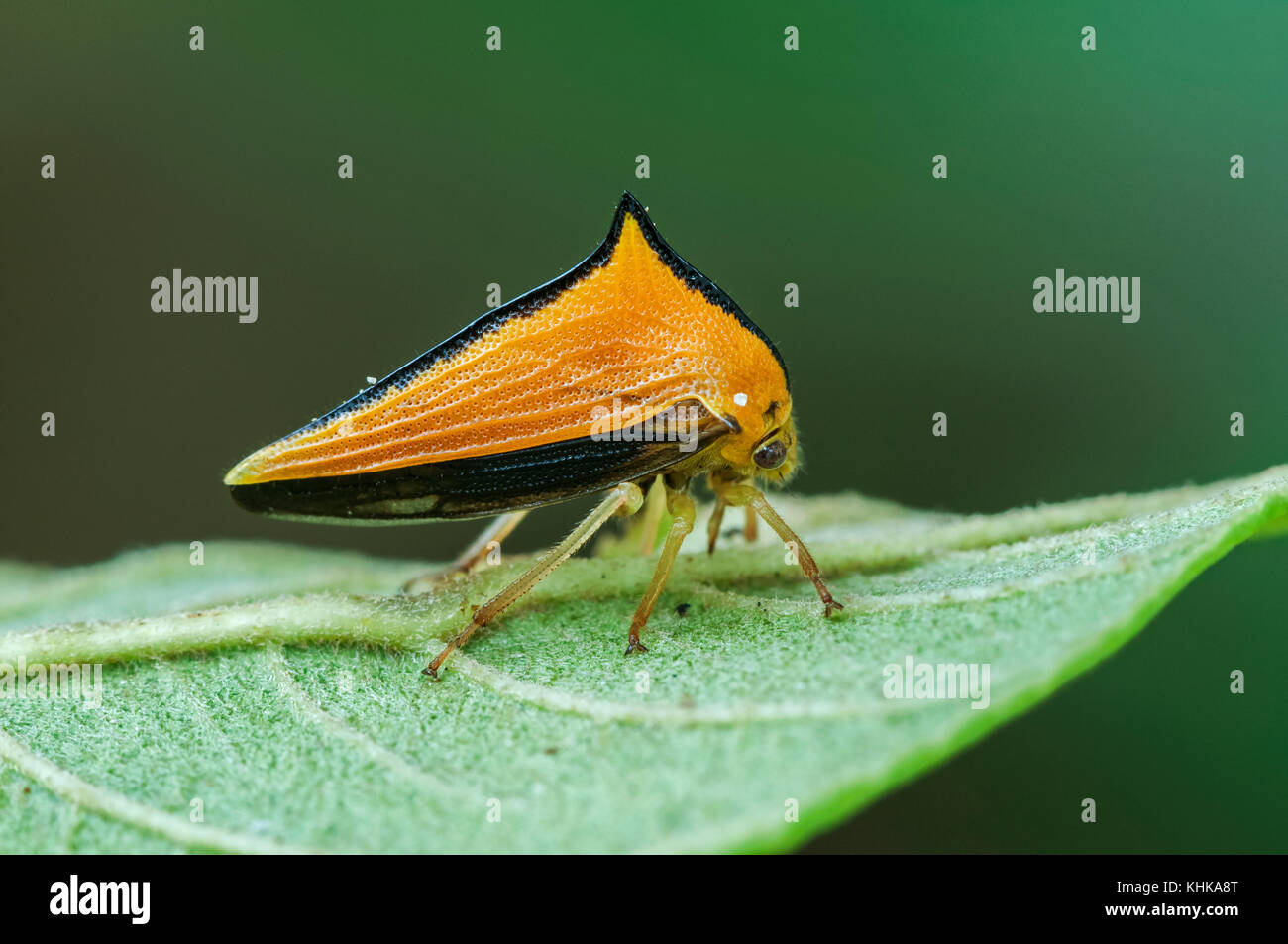 Treehopper (Ennya sobria), Mamiraua Reserve, Amazon, Brazil Stock Photo ...