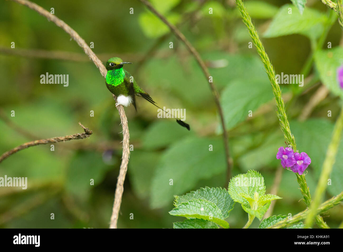 Booted Racket-tail (Ocreatus underwoodii) hummingbird, Ecuador Stock ...