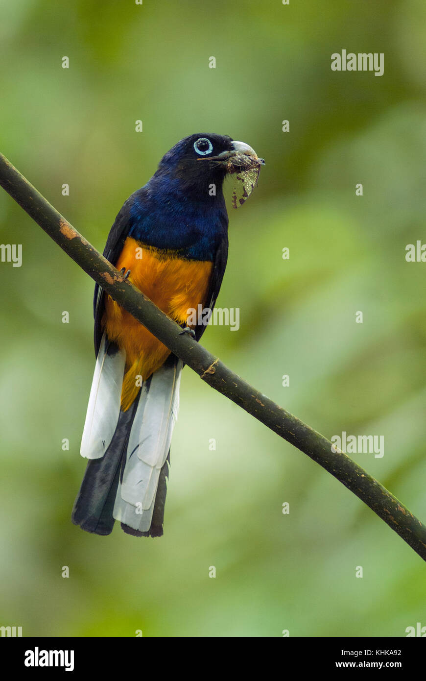White-tailed Trogon (Trogon chionurus) with butterfly prey, Ecuador ...