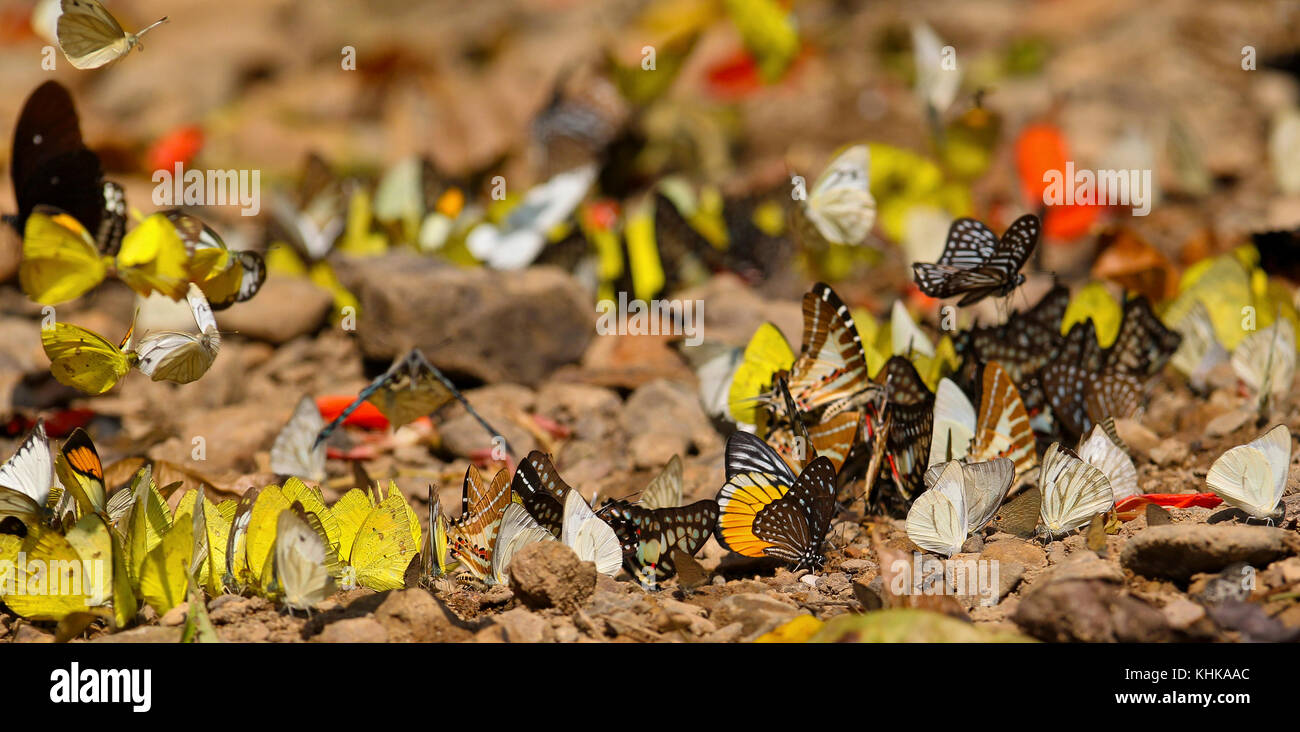 Leopard Lacewing (Cethosia cyane) and Common Grass Yellow (Eurema ...