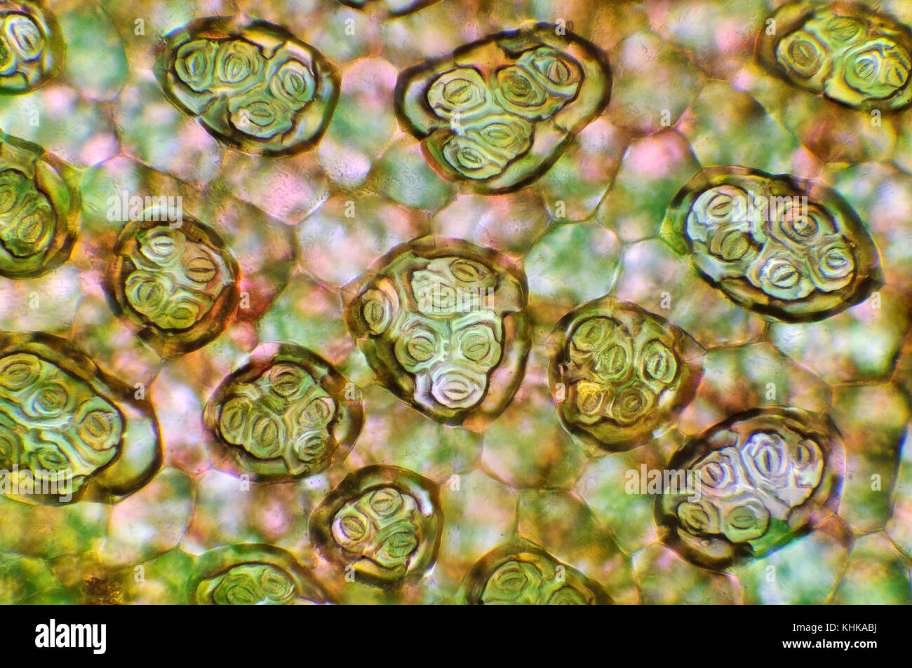 Begonia (Begonia sp) stomata in leaf, magnified 100x Stock Photo - Alamy