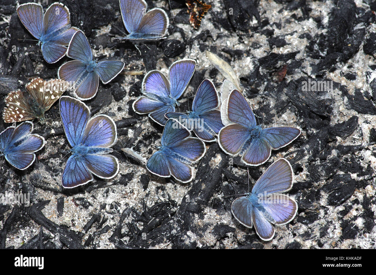 Mazarine Blue (Cyaniris semiargus) butterflies, Macedonia Stock Photo ...