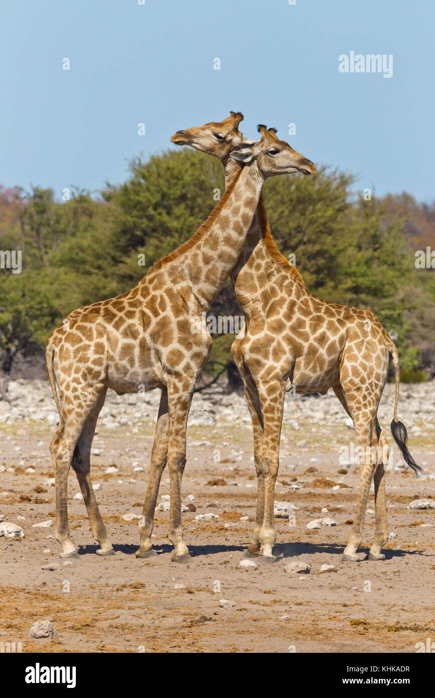 Angolan Giraffe (Giraffa giraffa angolensis) males facing off, Etosha National Park, Namibia ...