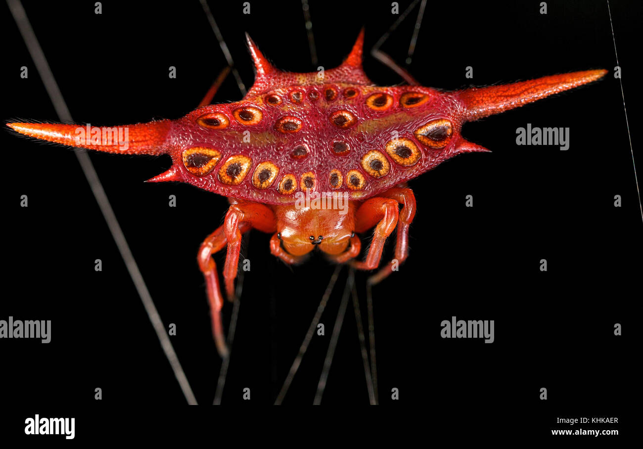 Spiny Spider (Gasteracantha versicolor), Ranomafana National Park ...