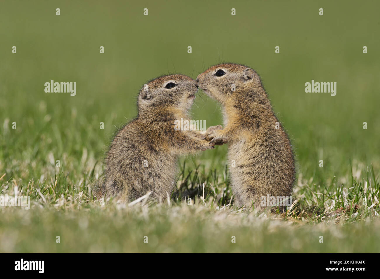 "Belding's Ground Squirrel (Spermophilus beldingi) young playing ...