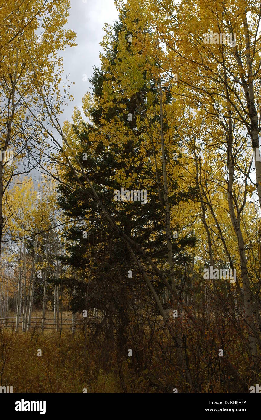 A lone fir tree in an aspen grove Stock Photo - Alamy