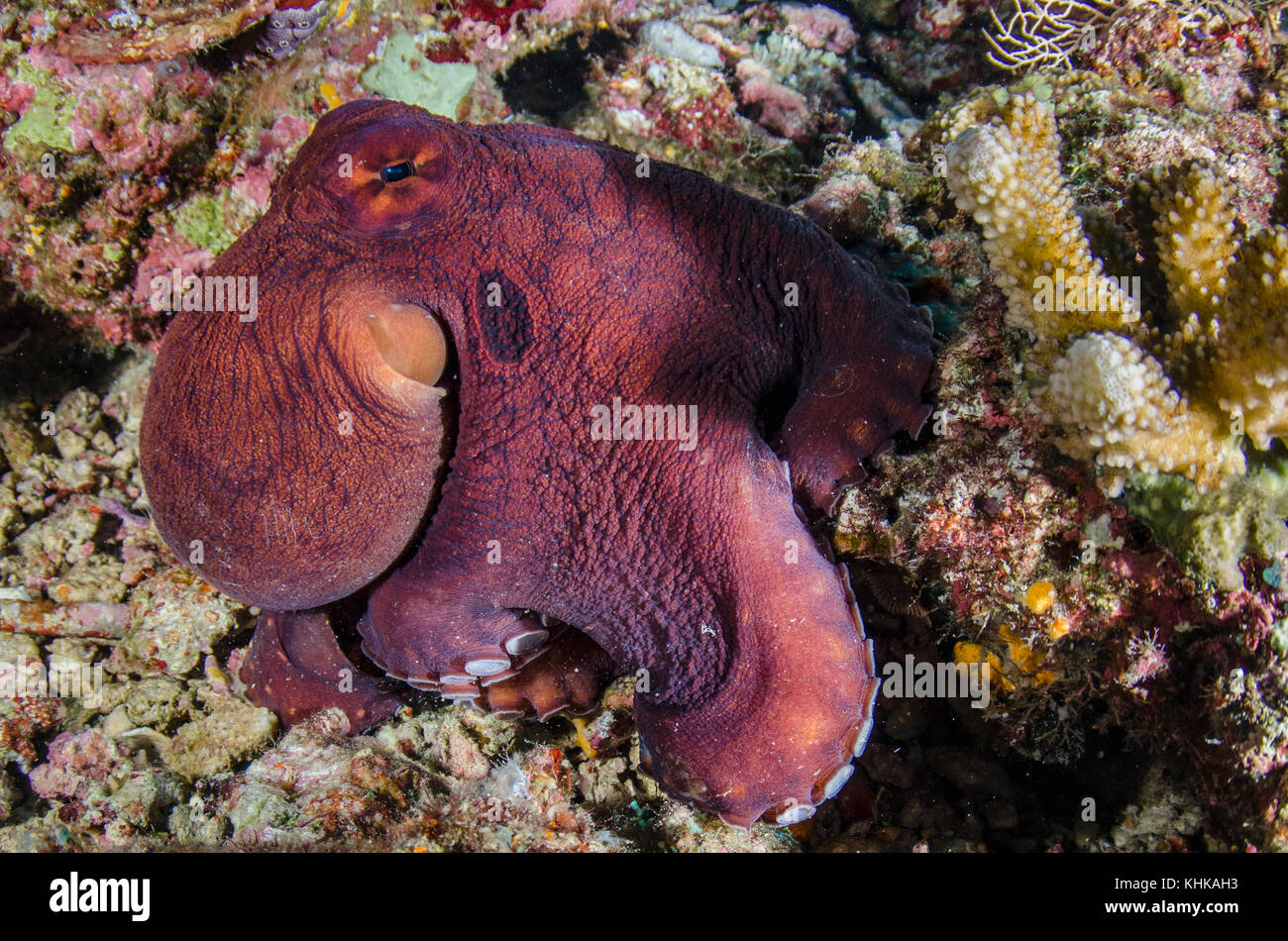 Reef Octopus (Octopus cyanea), Clark's Anemonefish (Amphiprion clarkii ...