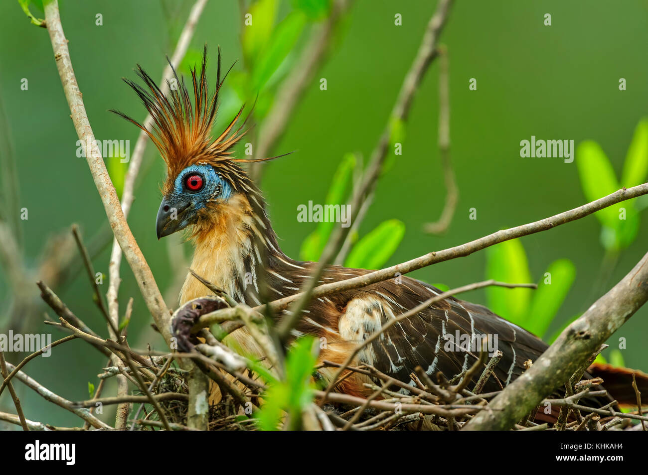 Hoatzin (Opisthocomus hoazin) on nest, Mamiraua Reserve, Amazon, Brazil ...