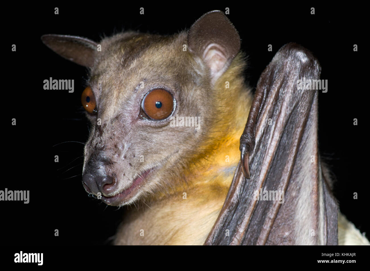 Straw-colored Fruit Bat (Eidolon helvum), Organization for Bat ...