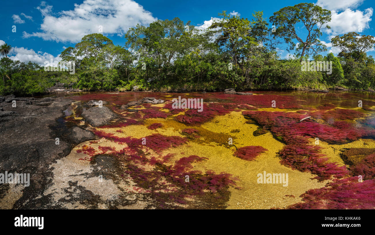 Riverweed (Macarenia clavigera) in river, Cano Cristales, Sierra De La ...