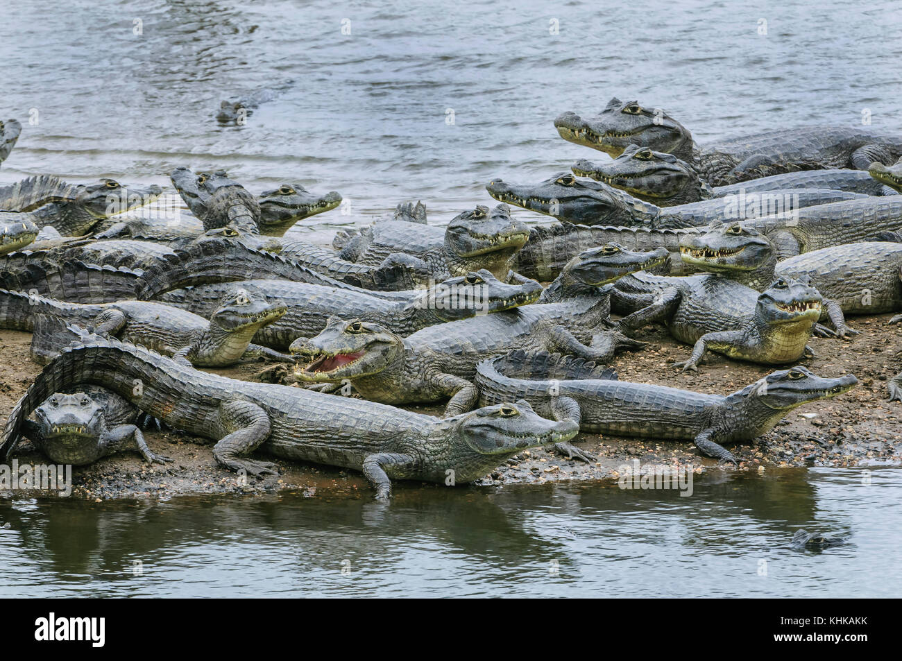 Jacare Caiman (Caiman yacare) group basking, Pantanal, Mato Grosso ...