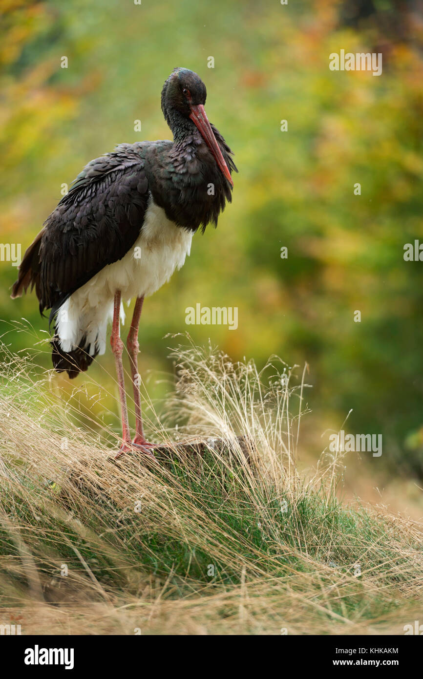 Black Stork (Ciconia nigra), native to Europe, Africa, and Asia Stock ...